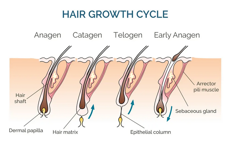 The Ultimate Guide to Hair Growth Cycles – DS Healthcare Group